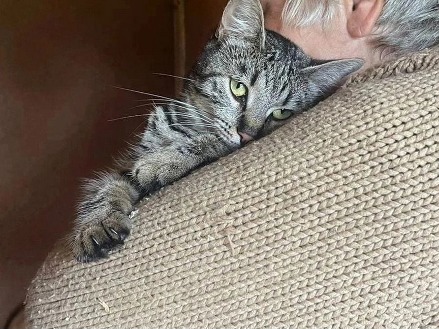 Отдам кошечку в добрые руки