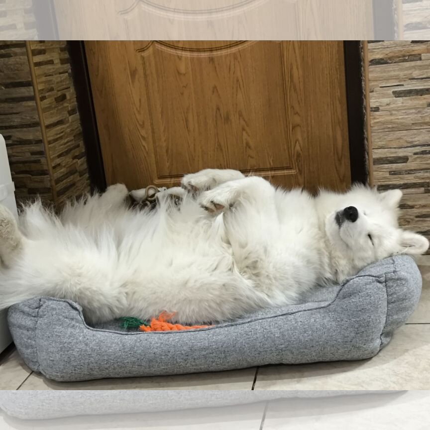 Самоедская собака, щенок