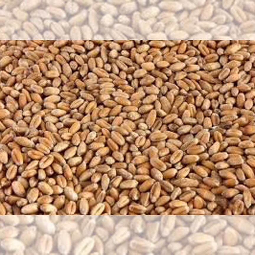 Продам пшеницу