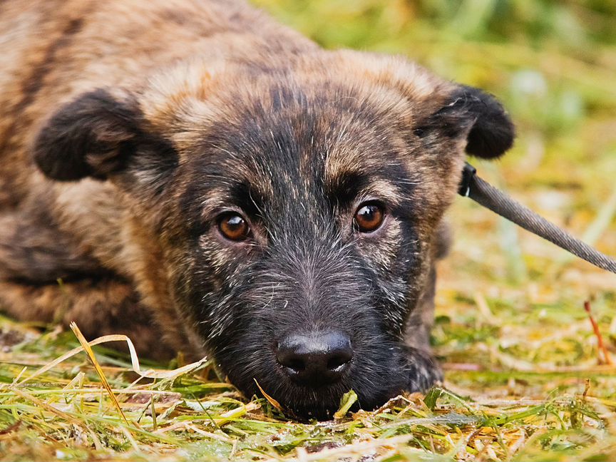 Филя, щенок тигр