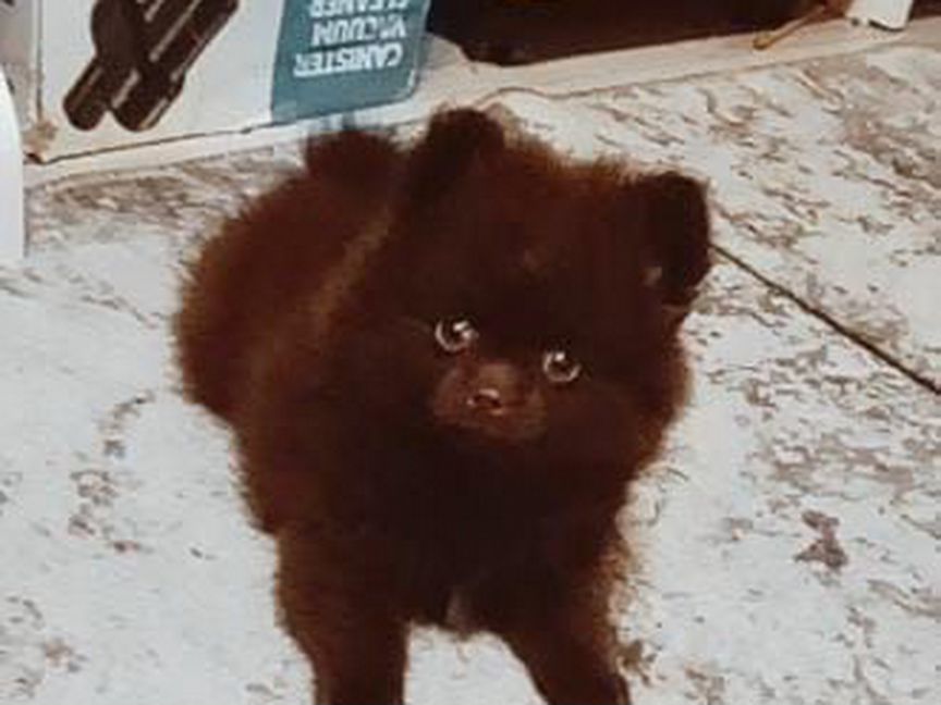 Померанский шпиц мини щенок