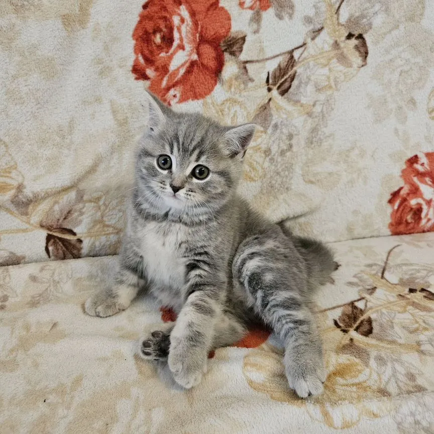 Шотландский котёнок