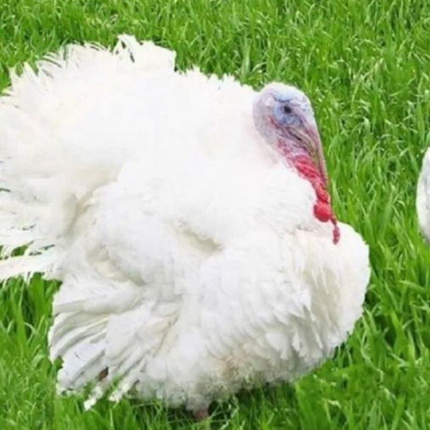 Семья индюков