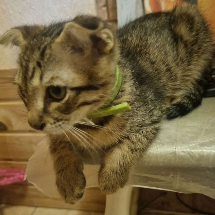 Шотландский котенок мальчик