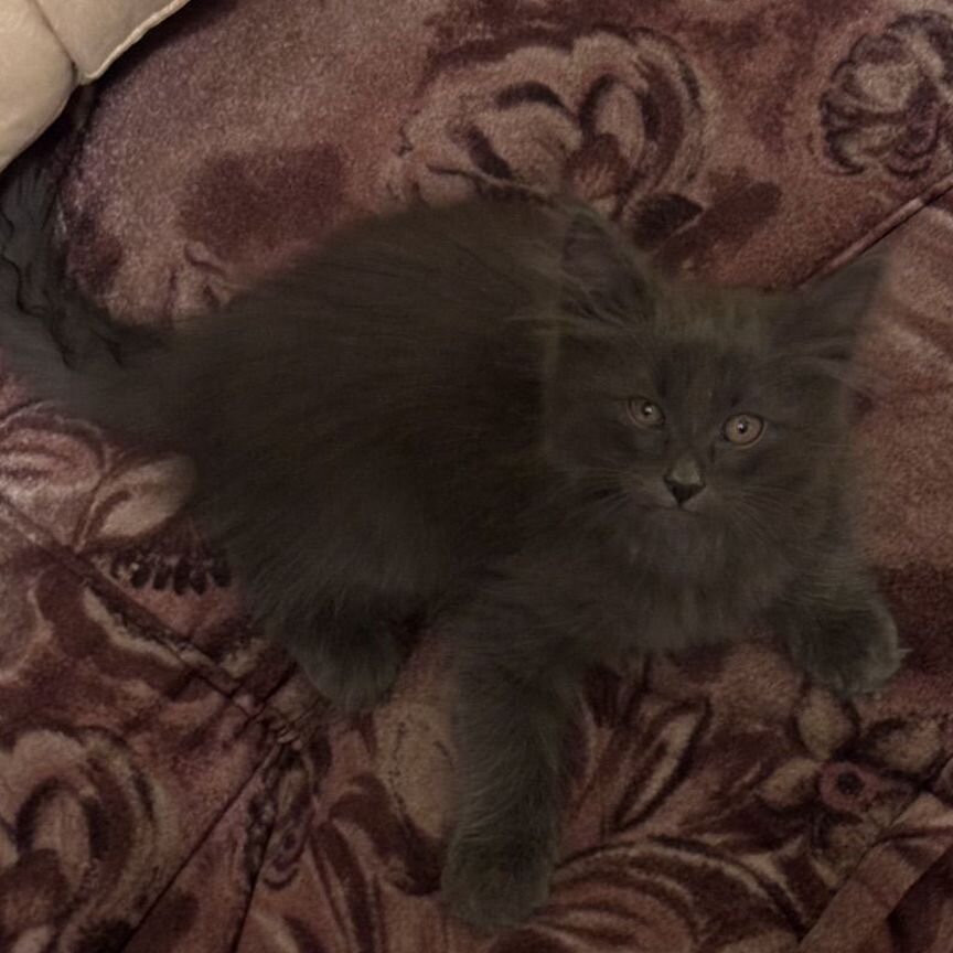 Котенок