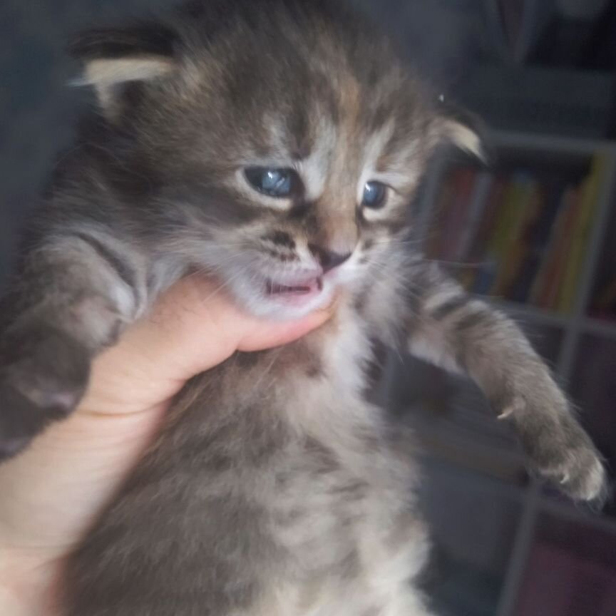 Две красивых кошечки