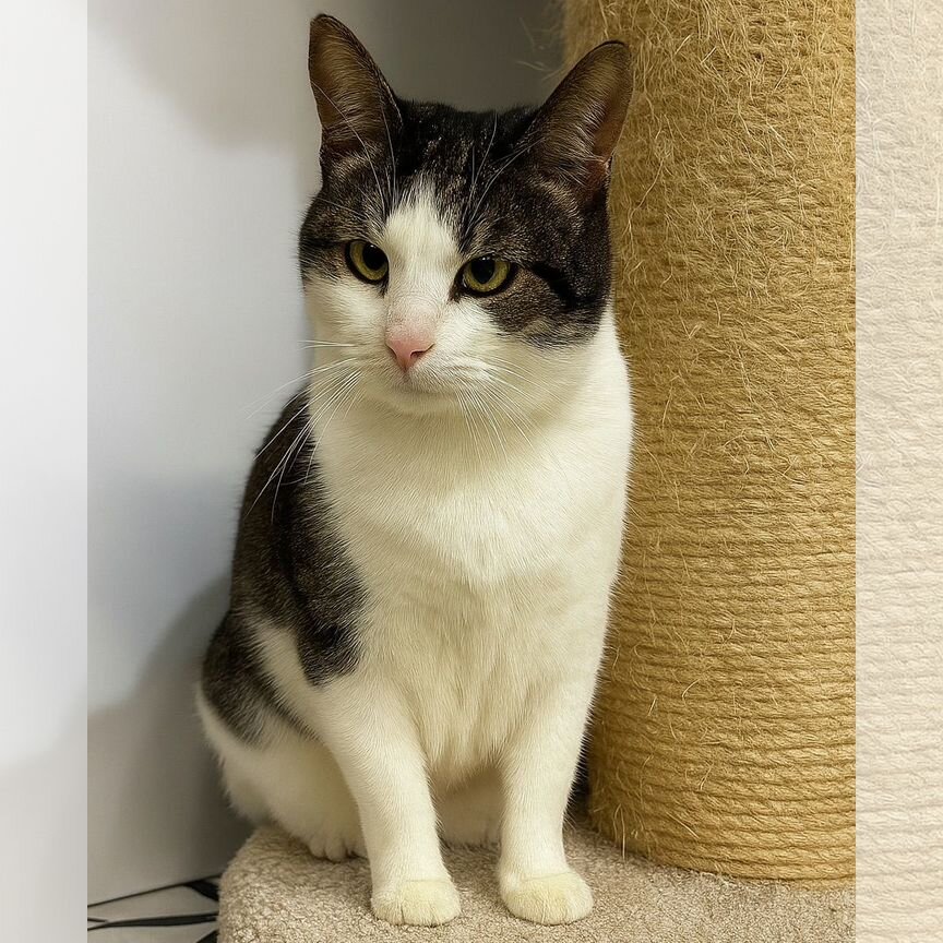 Взрослая кошка в добрые руки