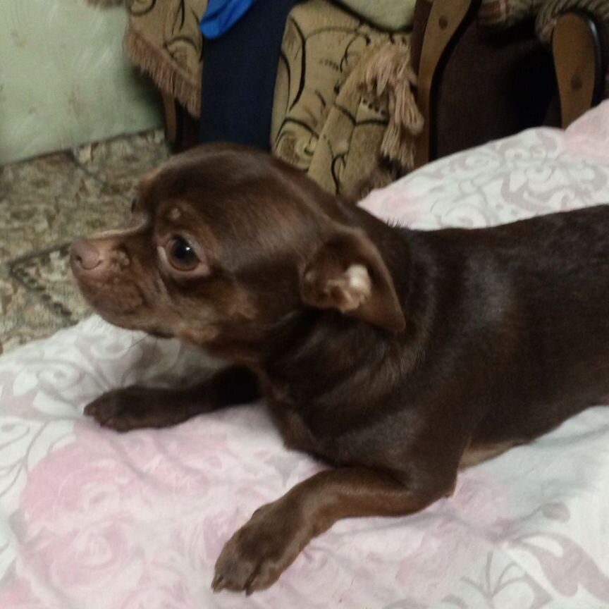 Чихуахуа, кабель ему 1.5 спокойный ищем вязку