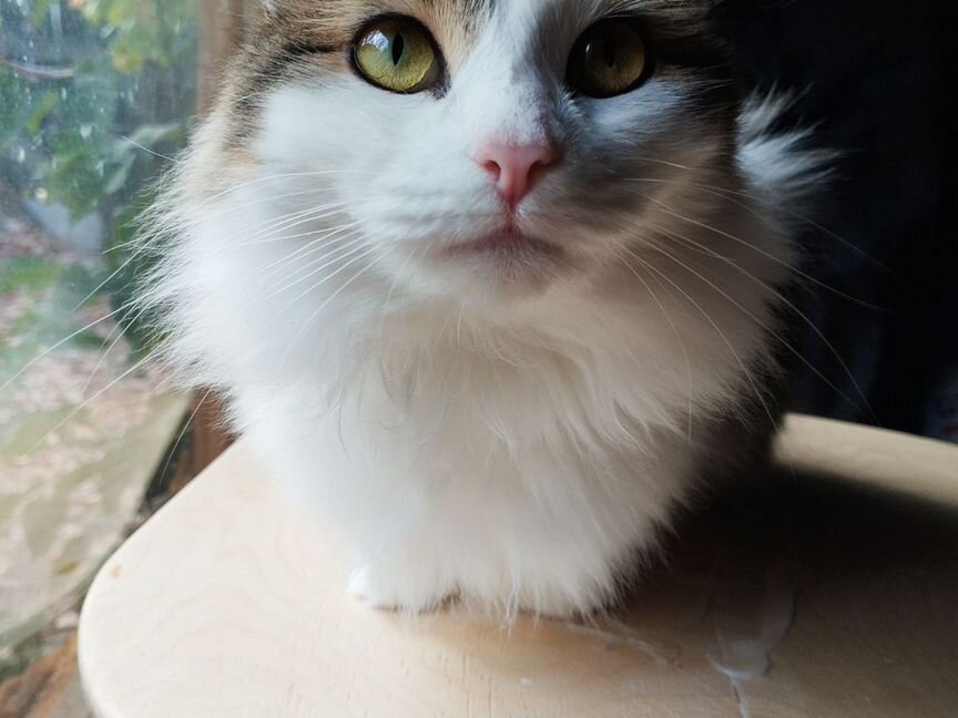 Кошка Кассандра ищет дом