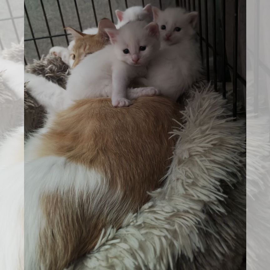 Котята в добрые руки бесплатно мальчики