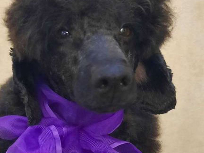 Карликовый пудель вязка