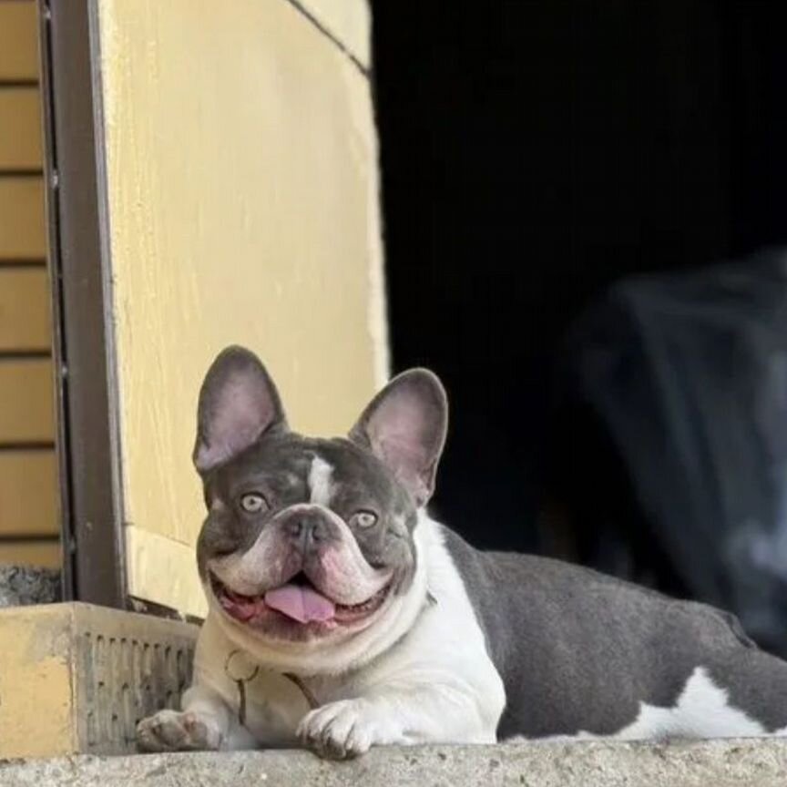 Французский бульдог, щенок