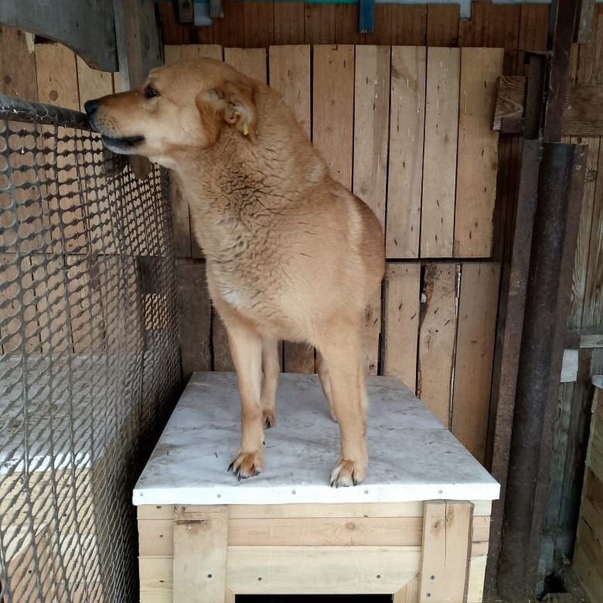 Ласковая Фея ищет хозяина