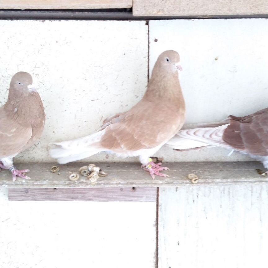 Ижевские голуби