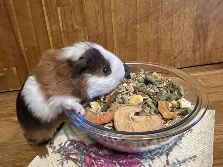 Корм для морских свинок