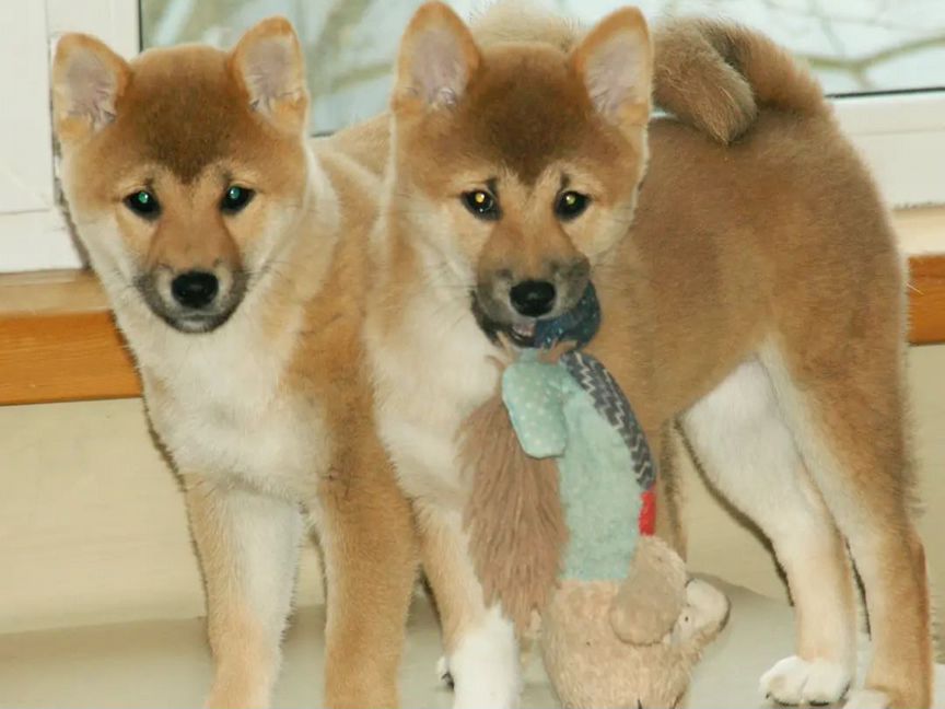 Щенки сиба шиба ину