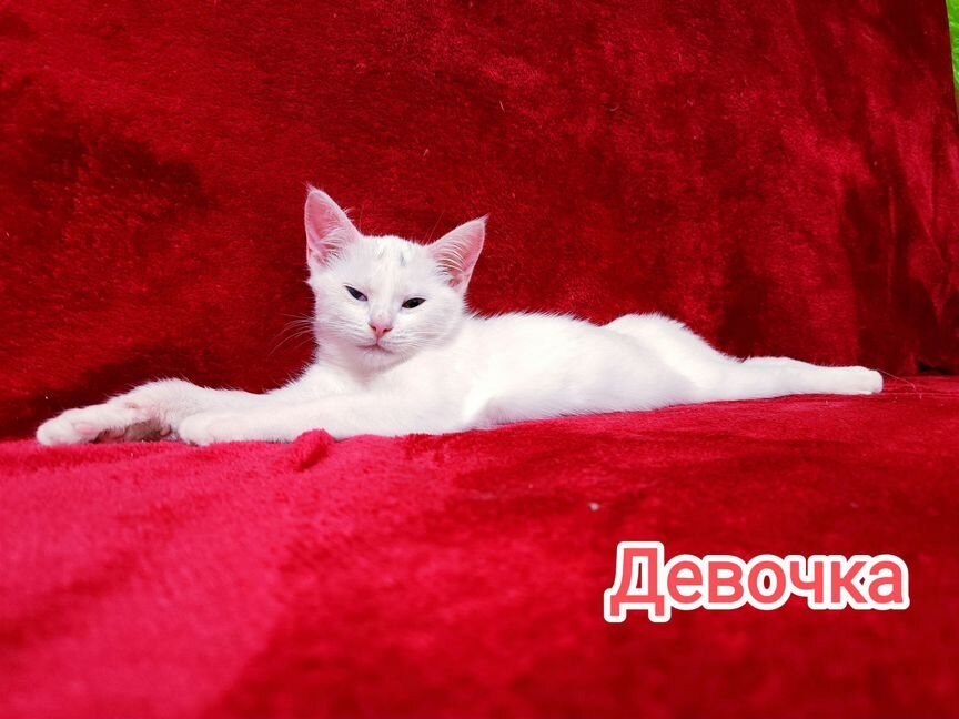 Отдам любвеобильную кошечку