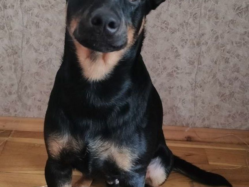 Собака в добрые руки