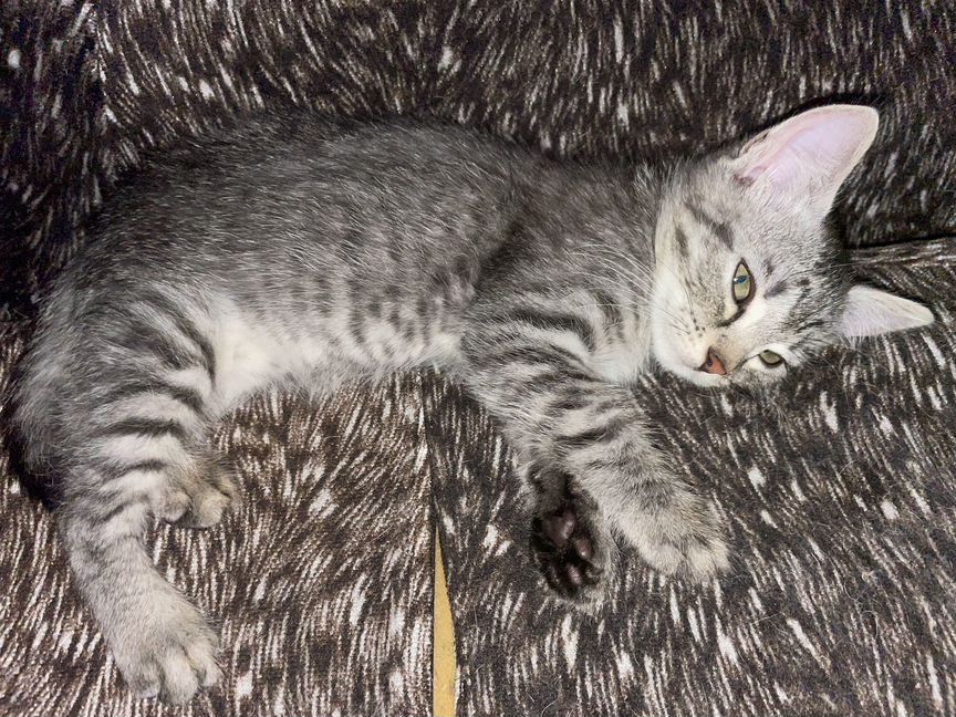 Котята