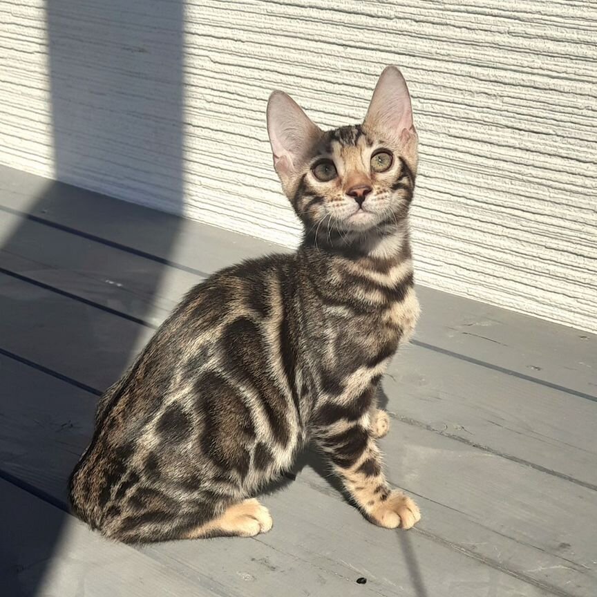 Бенгальская девочка