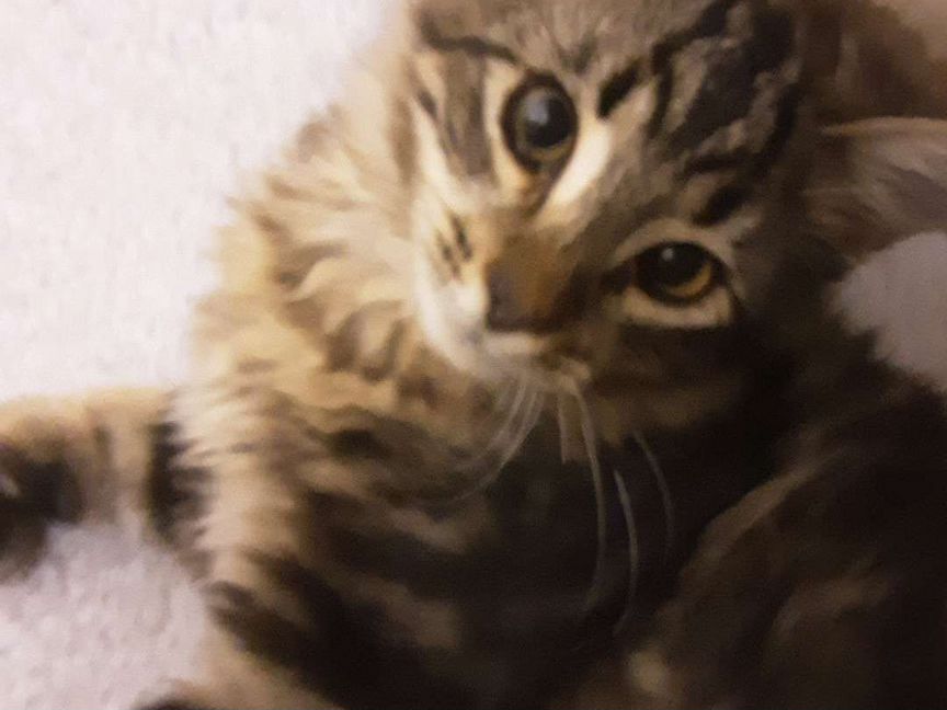 Котенок в добрые ручки