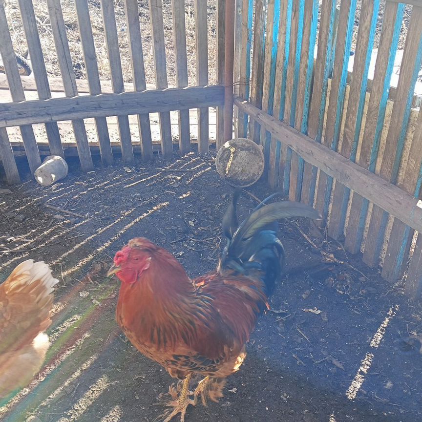 Петух брама