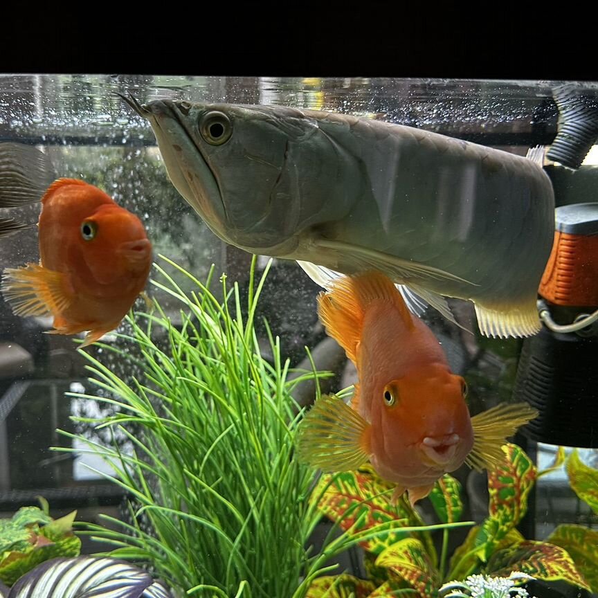 Рыба аравана