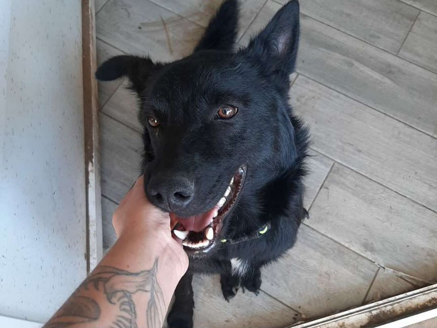 Собака грустит в приюте