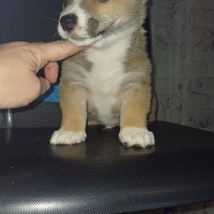 Брутальный пацан корги Мальчик