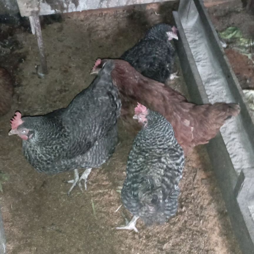 Куры несушки