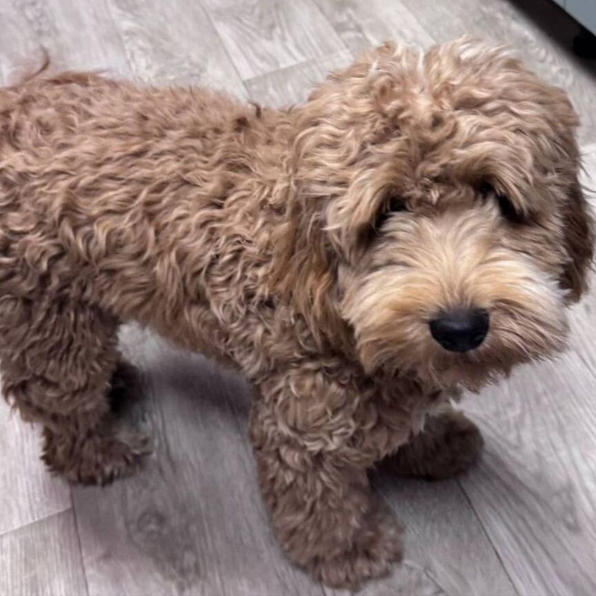 Кокапу, щенок