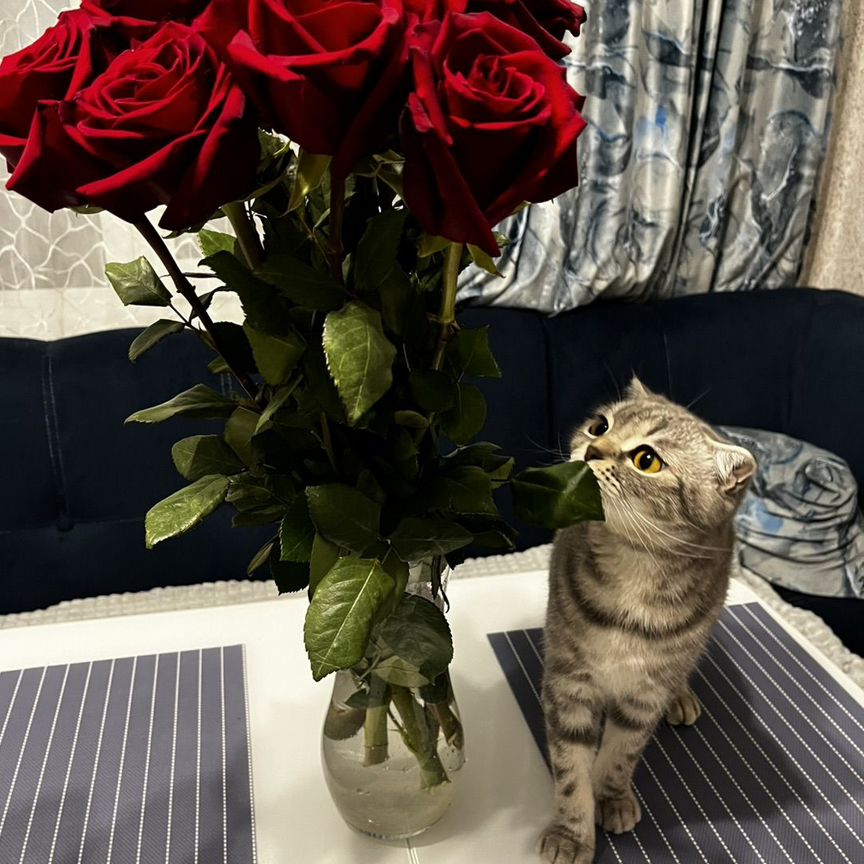 Британская короткошёрстная кошка, взрослая