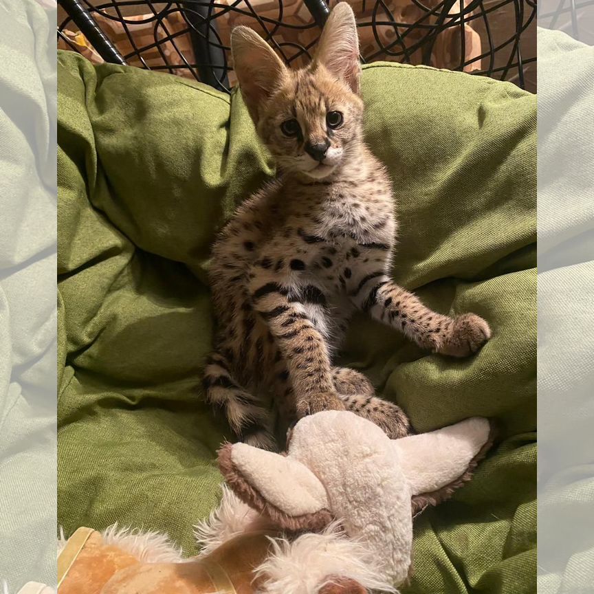 Саванна котёнок