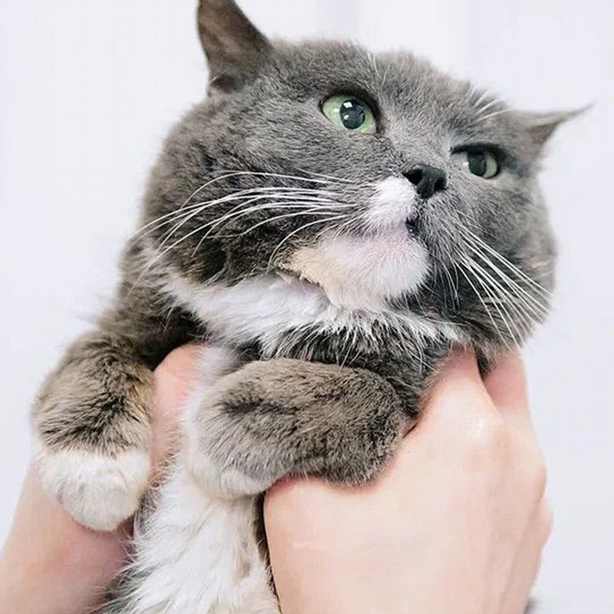 Нежная кошечка Шушоня из приюта бесплатно