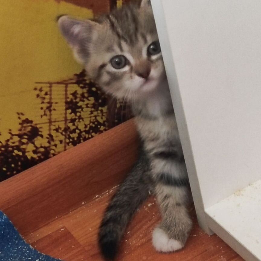 Котёнок в добрые руки