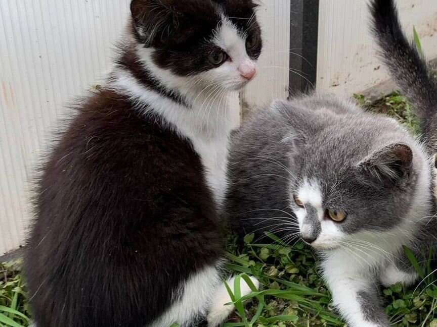 Котенок девочка красивая
