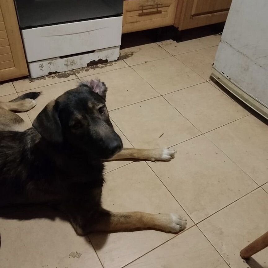 Собака в добрые руки отдам бесплатно