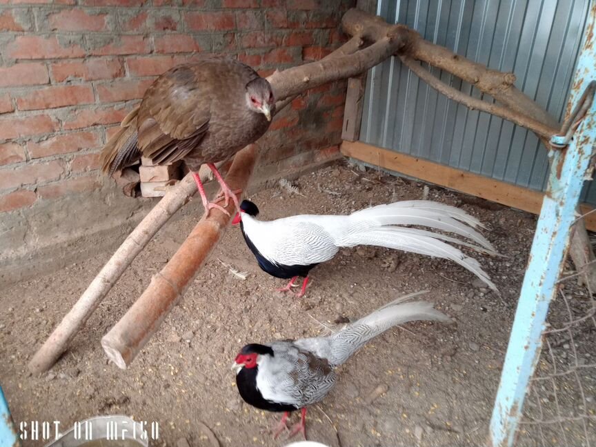 Фазан серебро