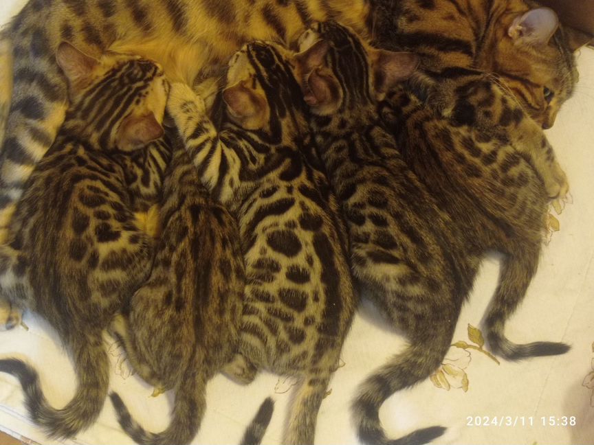 Бенгальские котята 1.5мес