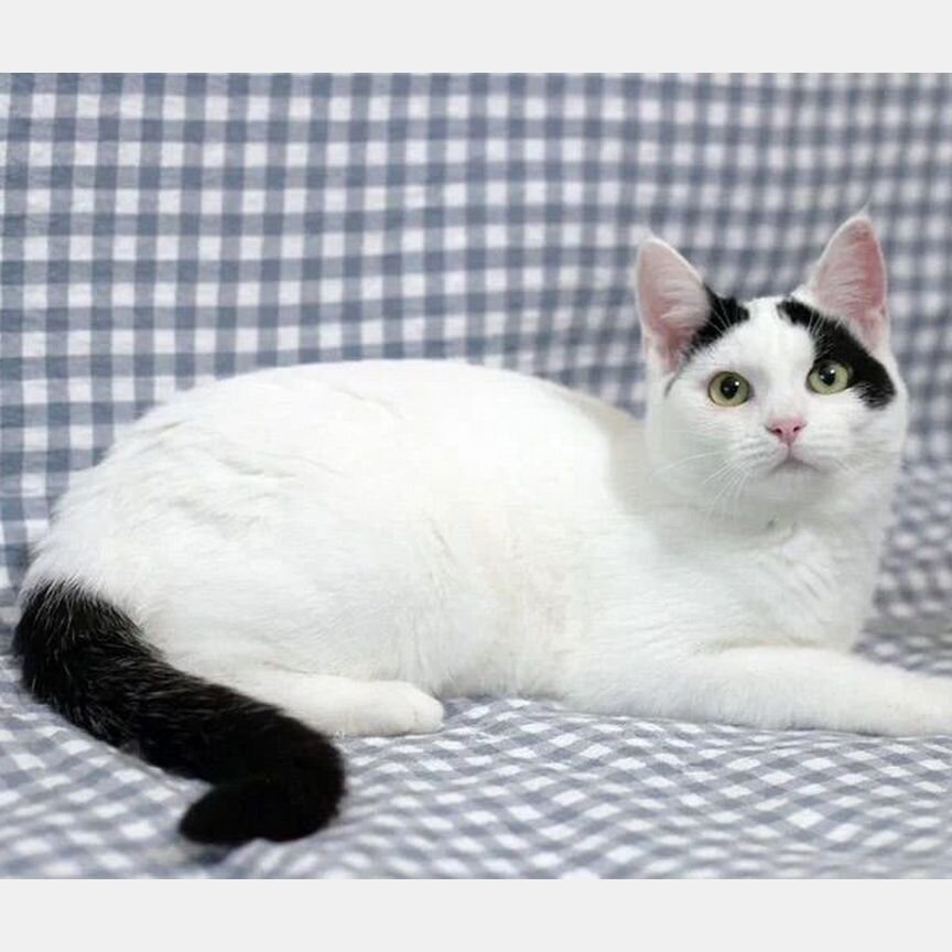 Милейшая кошечка Мия