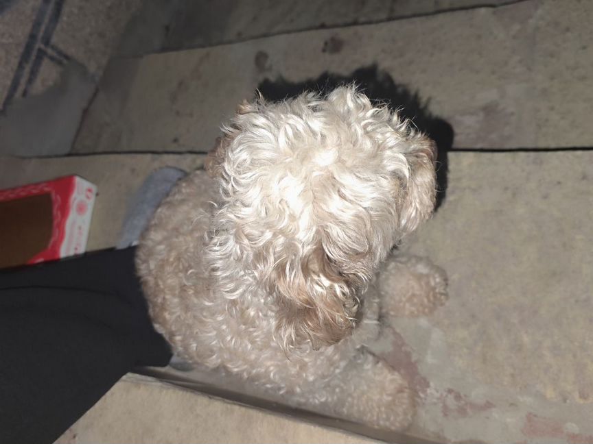 Собака мальтипу в добрые руки