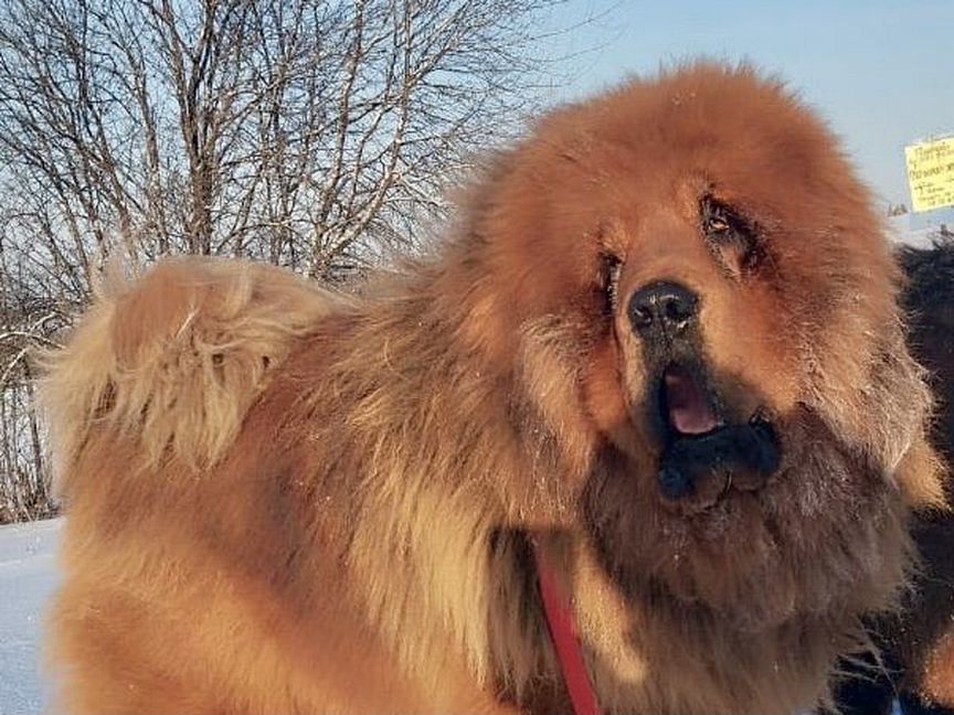 Тибетский мастиф