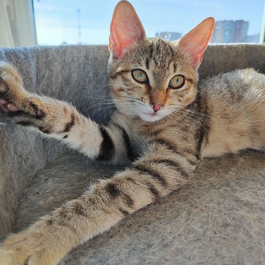 Котенок, девочка, 2 месяца. Окрас шпрот
