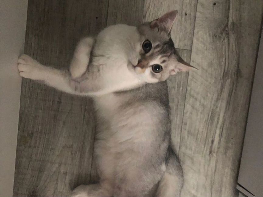 Британский котенок серебристая шиншила
