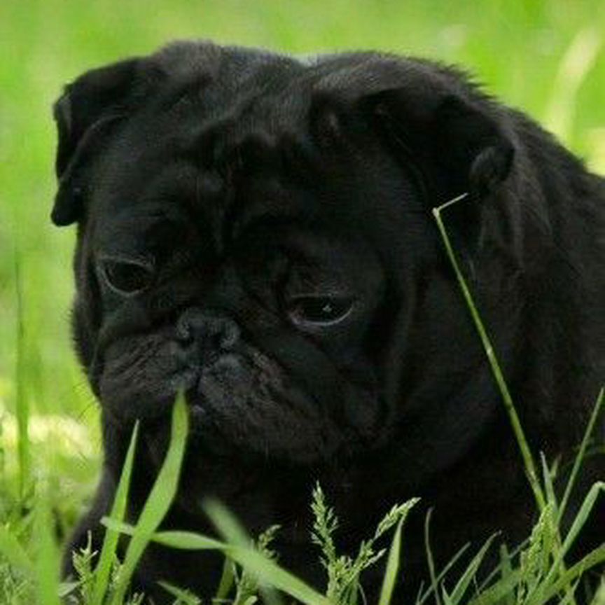 Черный уголек