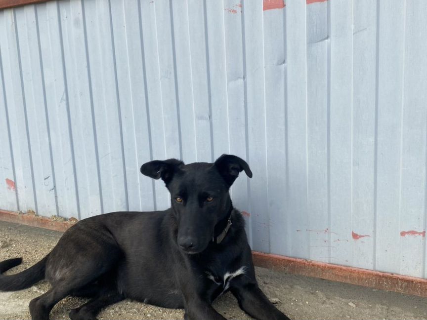 Собака в добрые руки