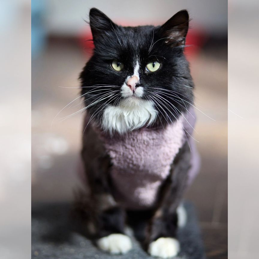 Кот Евгений Иваныч ищет дом