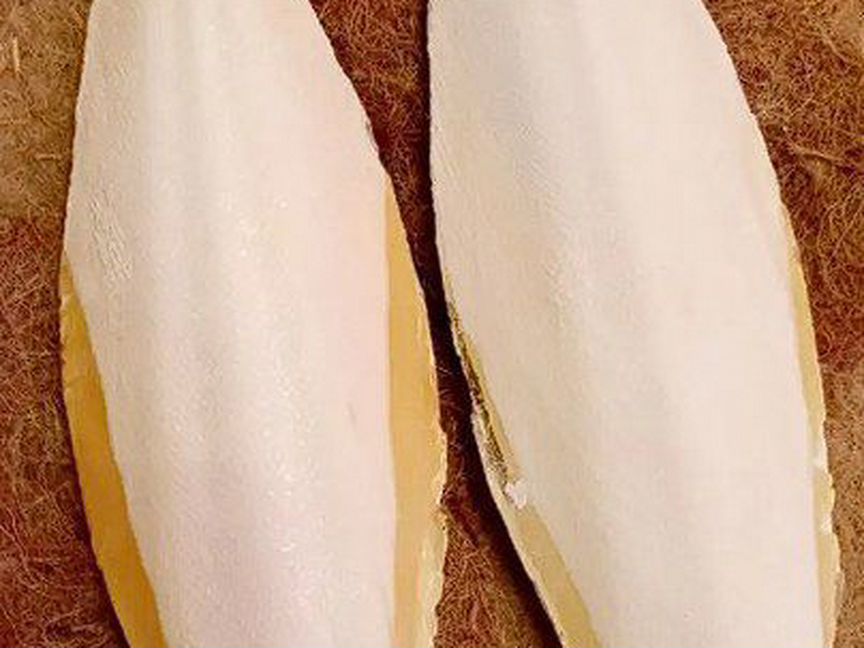 Сепия панцирь каракатицы (2 шт по 17 см)