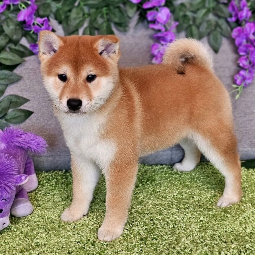 Сиба ину красавчик