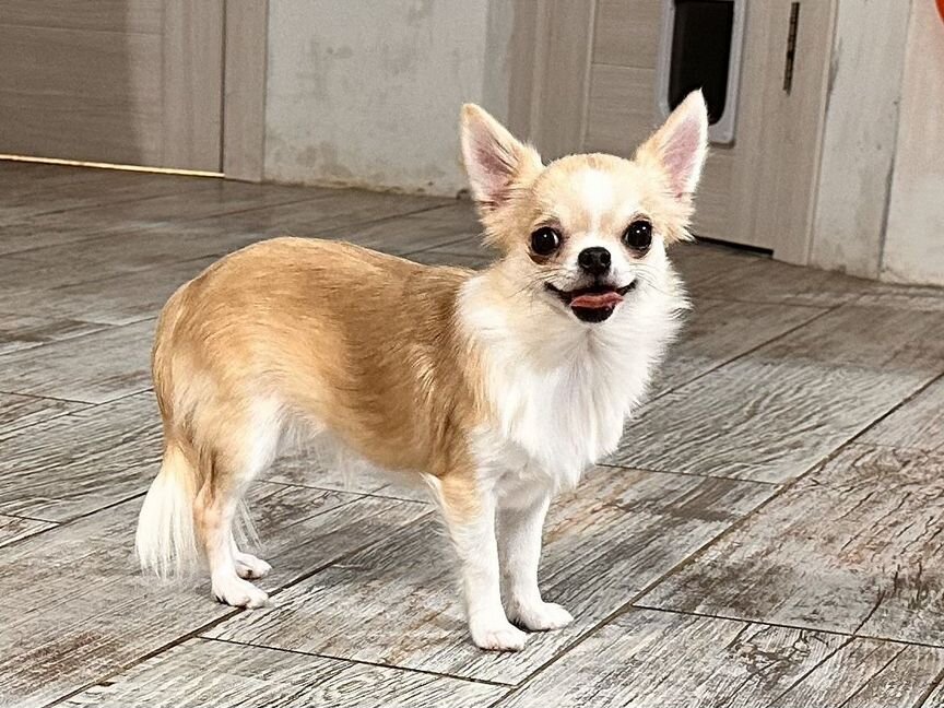 Чихуахуа девочка